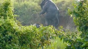 Adorable moment two elephants help each other climb out of a ditch ...