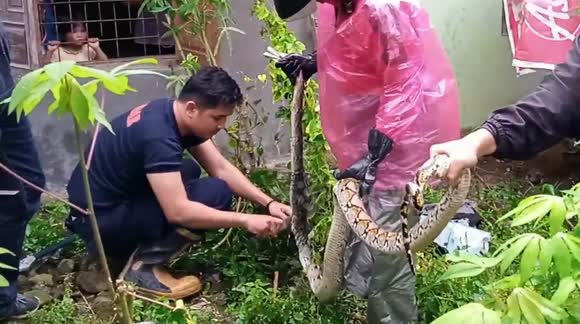 Indonesian firefighter rescues three-metre-long python trapped in ...