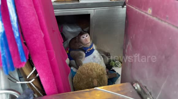 Obese monkey called Godzilla rescued by wildlife officials and sent to ...