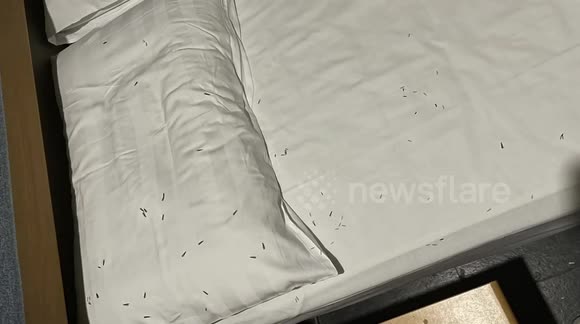 Hundreds of termites spotted scuttling around hotel room in southern ...