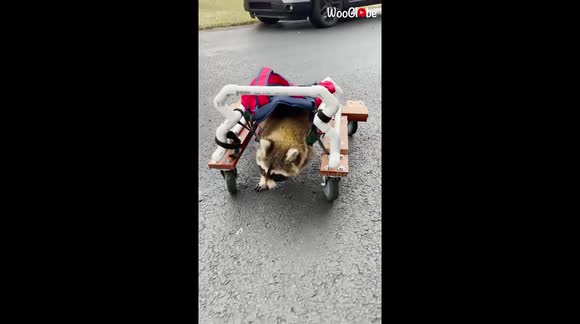 Disabled raccoon in US gets second chance to walk again with specially ...
