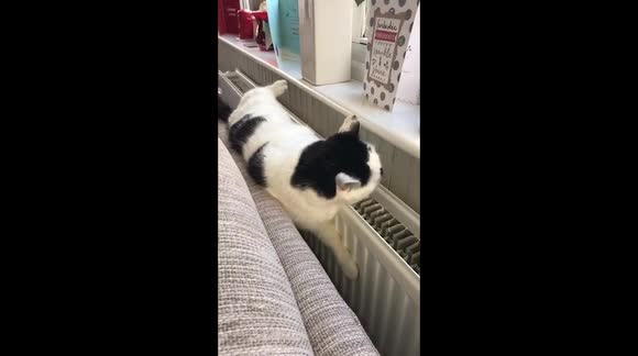 Cat In Costume Falling Over