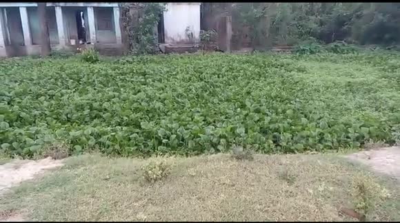 Movement of Jalkumbhi(PISTIA STRATIOTES) due to Earthquake - Buy, Sell ...