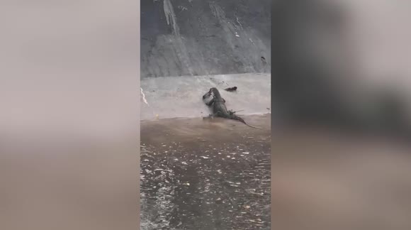 Monitor lizard attempts to swallow huge python near canal in Singapore ...