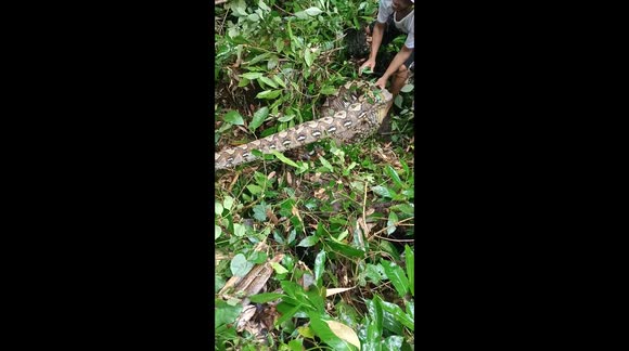 Indonesian men catch 23-foot python suspected of killing villagers ...