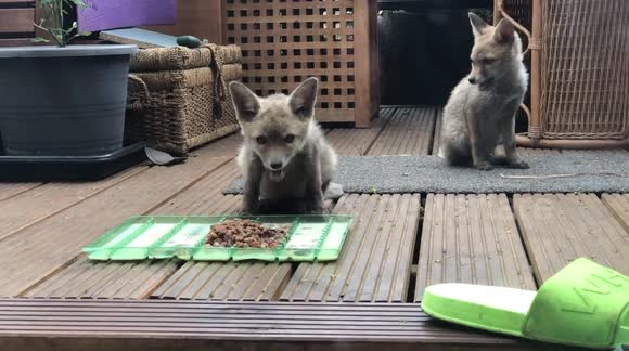 More footage of adorable baby foxes eating right in front of kitchen ...