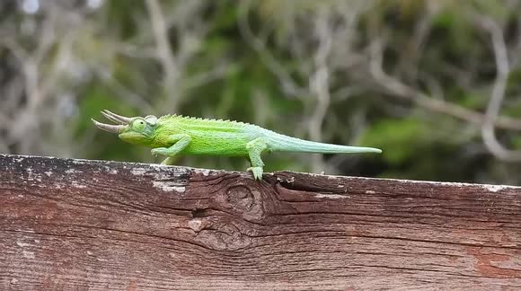 Indecisive Chameleon Dancing in Maui in a Beautiful Garden on a Wood ...