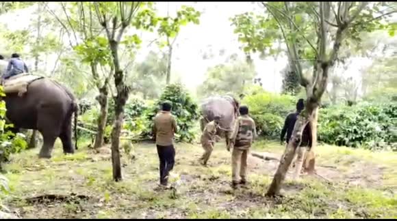 Tamed and forest elephant fought a fierceful battle in Hasan district ...