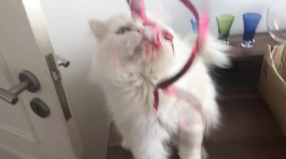 Funny Fluffy Cat Playing with Ribbon - Buy, Sell or Upload Video ...