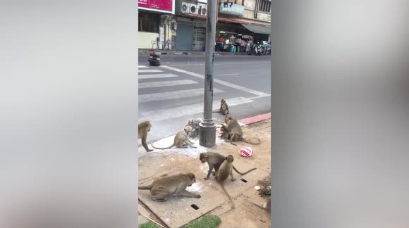 Monkey trouble! Messy pack of primates play with flour - Buy, Sell or ...