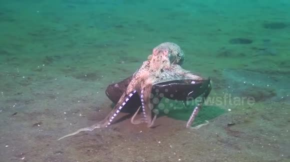 Octopus walks along ocean floor carrying coconut - Buy, Sell or Upload ...