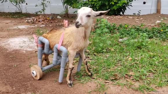 South India lamb that lost use of hind legs gets prosthetic alternative ...