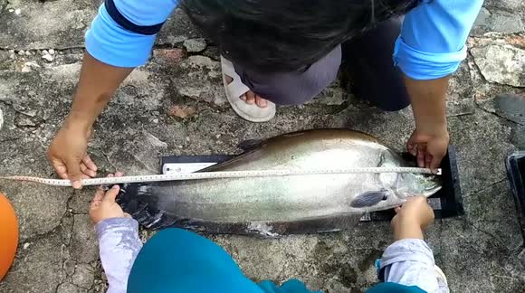 see the cultivation of belida fish In South Sumatra. Belida (Chitala ...