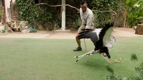 Watch this secretary bird practise its vicious stomping technique used ...