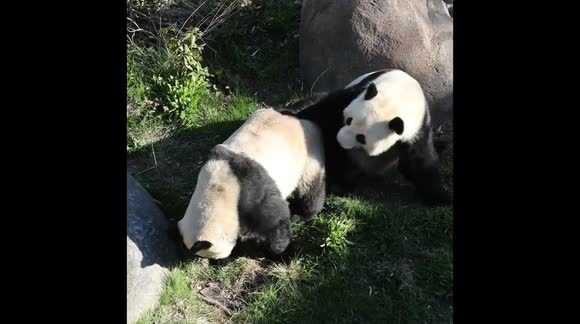 'TYPICAL': Hilarious video of two PANDAS preparing to mate goes viral ...