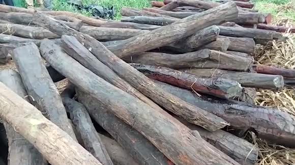Miscreants sell sandra logs as red sandalwood in southern India - Buy ...