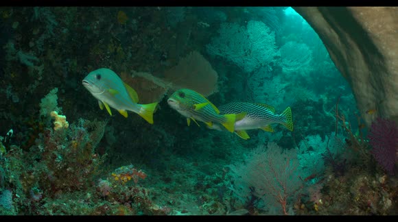 reefscape, coral reef, soft coral, colors, underwater, indonesia ...
