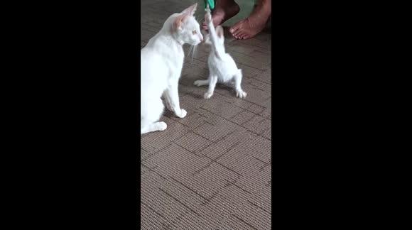 Funny cat got hanged cause of excitement - cat videos compilation - Buy ...