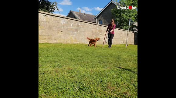 'Working Cocker Spaniels' Impressive Hoop Tricks Will Leave You Stunned ...