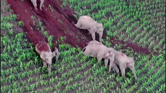 Asian elephant herd slide down into cornfield and damage crops in China ...