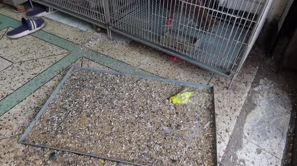 Animals suffer during the lockdown at Dhaka's largest Katabon pet ...