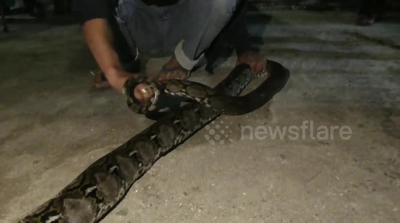 Massive 13-foot python proves difficult to capture for Indonesian snake ...