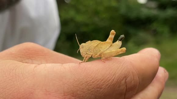 Grasshopper gets caught pooping on camera, karate kicking feces away ...