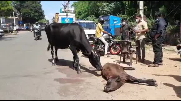 Concerned cow mother watches over injured calf on streets of India ...
