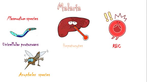 Malaria - Causes, Pathogenesis, Signs and Symptoms, Diagnosis ...