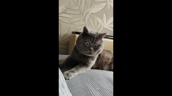Unusual cat Fedya from Russia is surprised to watch the rustling of the ...
