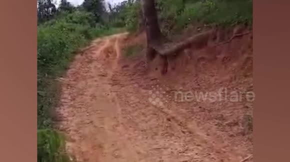 Wild python swallows COW before its stomach bursts and dies - Buy, Sell ...