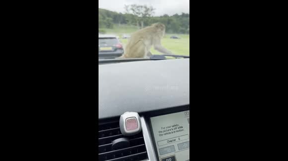Moment entire family of monkeys swarm UK family's car at safari park ...