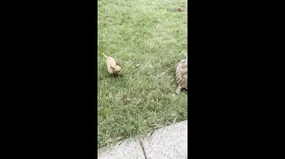 ''FAST AF, Boi' Surprisingly Fast Tortoise Chases Dog ' - Buy, Sell or ...