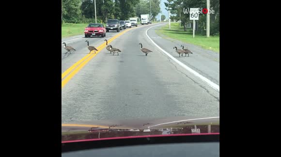 Road-flock! Traffic comes to a halt to make way for MASSIVE gaggle of ...