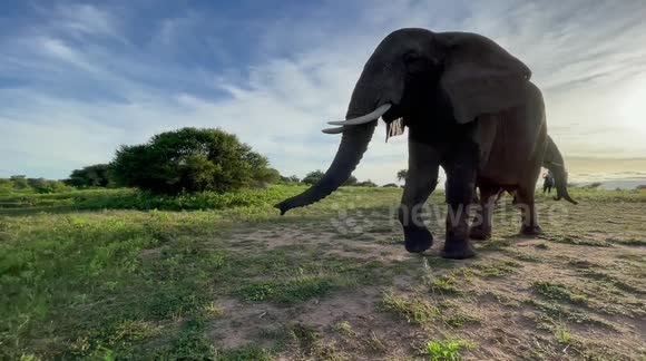 Majestic matriarch elephant, Tokwe, heads to the dam for a drink - Buy ...