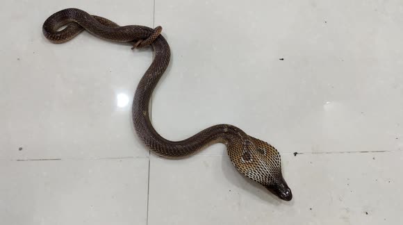 A snake has moved in tiles inside house! - Buy, Sell or Upload Video ...