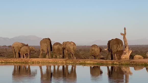 Dominant bull of the Jabulani herd of elephants, Sebakwe scratches ...