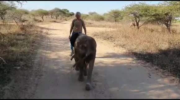 Orphaned baby albino elephant, Khanyisa, goes for a run with HERD ...