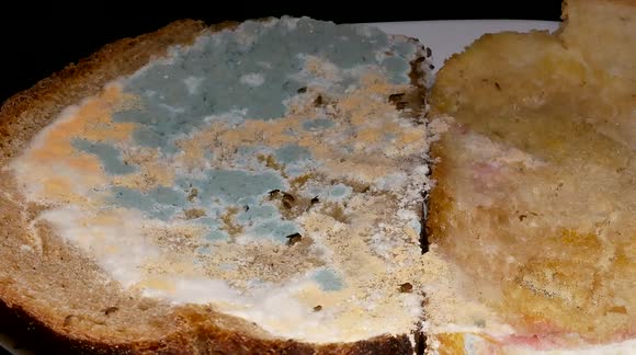 Oddly satisfying time-lapse shows bread going mouldy over seven days ...