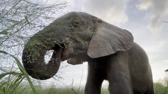 Orphaned albino elephant Khanyisa bonds with HERD founder Adine Roode ...