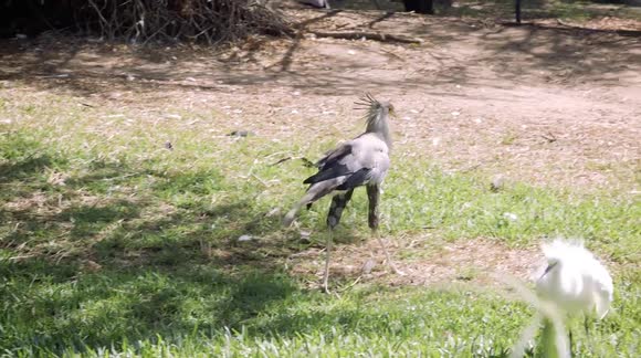 Check Out the Largest and Tallest Raptor on Earth - Buy, Sell or Upload ...
