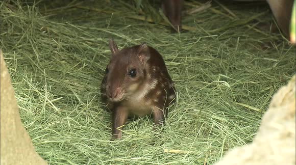 Lowland Paca piglet is the little bit of cute you need today - Buy ...