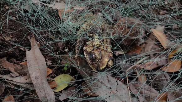 Frog entangled in fishing netting is cut free by rescuer in southern ...