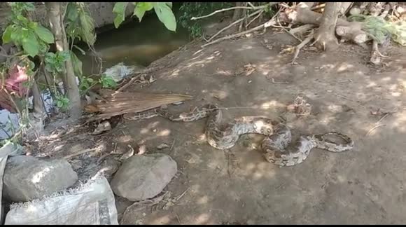 Indian villagers tie huge python to pole as they wait for officials to ...