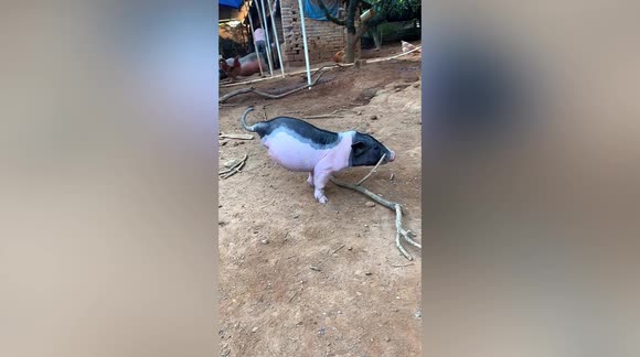 Pig born with 2 legs in southern China has learnt to walk on its front ...