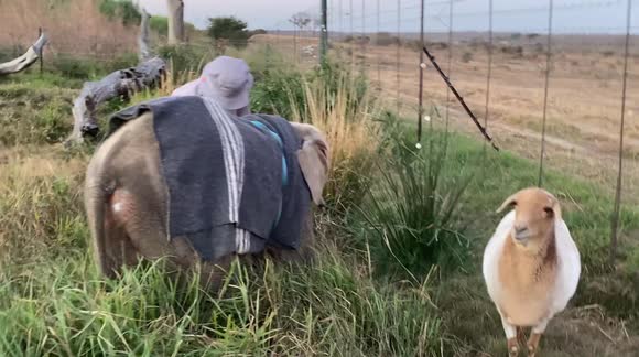 Mornings at the HERD elephant orphanage with Lammie the sheep and Nandi ...