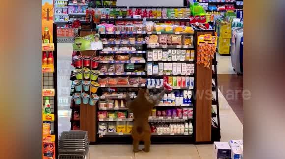 Onlookers stunned to see monkey 'shopping' for groceries in supermarket ...