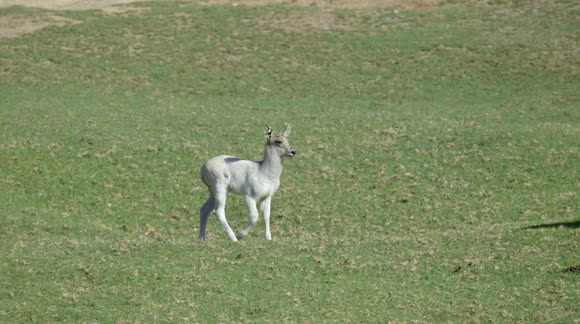 Waterbuck with white coat is the first leucistic animal to be born at ...