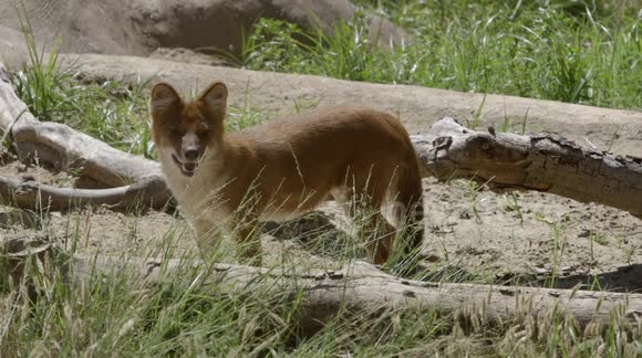 Eight Chinese dholes, an unusual type of wild dog, seen at San Diego ...
