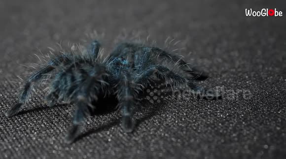 Close-up footage shows vibrant neon blue tarantula marching across room ...